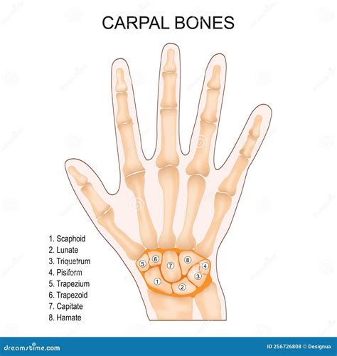 Carpal Bones Human Hand Anatomy Stock Vector Illustration Of Carpal