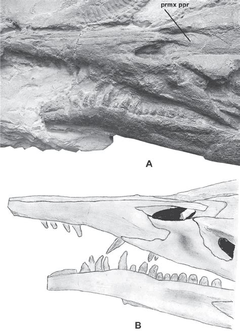 Xinpusaurus Kohi J Iang Et Al 2004 The Posterior Snout Region To