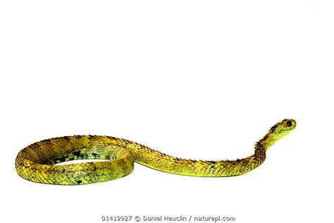 Atheris Hispida