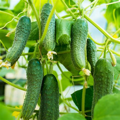 What Is A Lemon Cucumber Tips For Growing Lemon Cucumbers Gardening