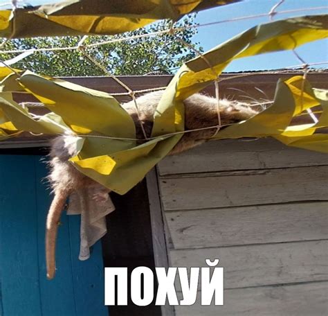 Создать мем зверушки обезьяна в мусорке животные редкие Картинки Meme