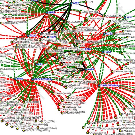 Transcription Regulatory Network Of Up Regulated Common Adaptive