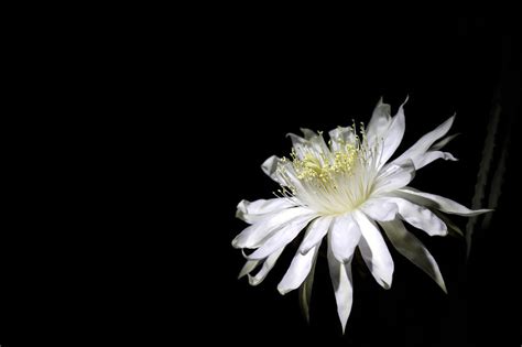Night Bloom Photograph By Ryan Seek Fine Art America