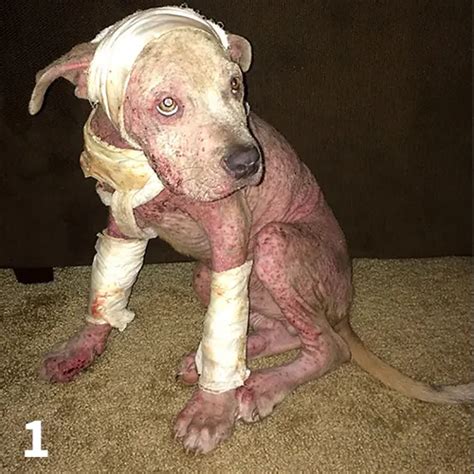 Severe Generalized Pyoderma In A Puppy