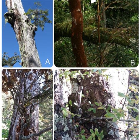 Advanced Canopy Regeneration In Chilean Temperate Rainforests A