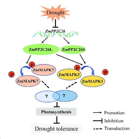 The Proposed Model Depicting Zmpp2c26 Alternative Splice Variants