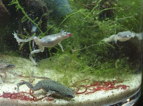 Best DIY African Dwarf Frog Tank Setup For 2020 Spiffy Pet Products
