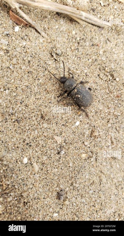 Desert Stink Beetles Eleodes Insecta Stock Photo Alamy