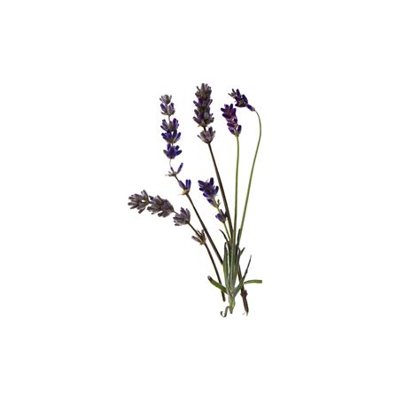 Introducing Lavender Free Options