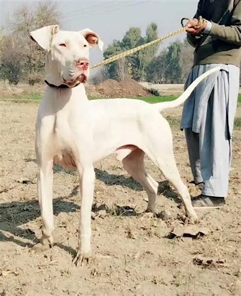 Jenis Anjing Paling Berbahaya EtIndonesia