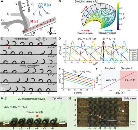 Artificial Magnetic Cilia With Programmable Nonreciprocal Motions And Download Scientific
