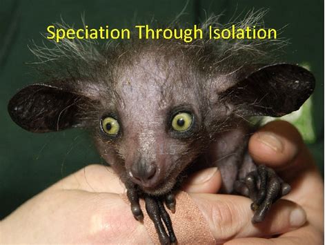 Speciation Through Isolation Student Self Assessment