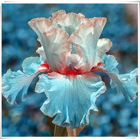Iris Bulbs Plant Bearded Iris For Planting Easy To Plant Perennial Pleasantly Scented Good