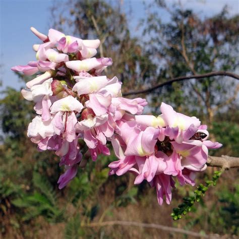 Graines De Madre De Cacao Semences De Gliricidia Sepium