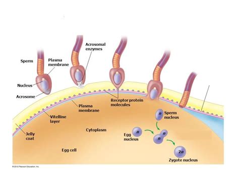 Fertilization In Detail Diagram Quizlet