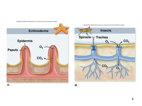 The Respiratory System Ppt Download