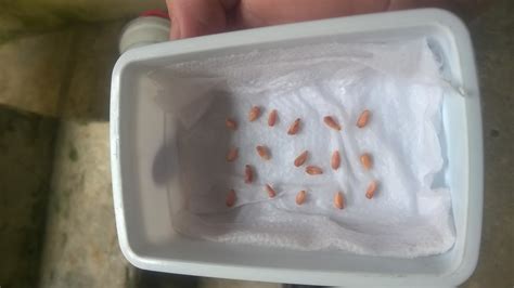 Estratificando a Frio Como germinar e plantar sementes de Romã