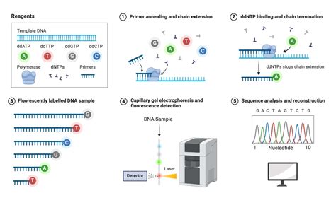 Sanger Sequencing Principle Steps Advantages Uses Microbiology Note