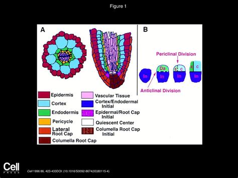What Are The Functions Of The Endodermis Of A Root