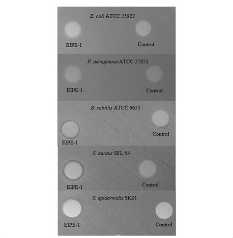 Disk Agar Diffusion Bioassay For Antibacterial Properties Of Eipe 1 For