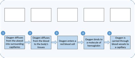 Oxygen Transport Drag Each Label To The Appropriate Locatio Quizlet