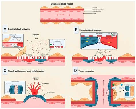 Ev Derived Lncrnas And Circular Rnas In Cancer Angiogenesis