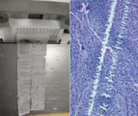 Microtome Sectioning Of Tissue Rwd Science