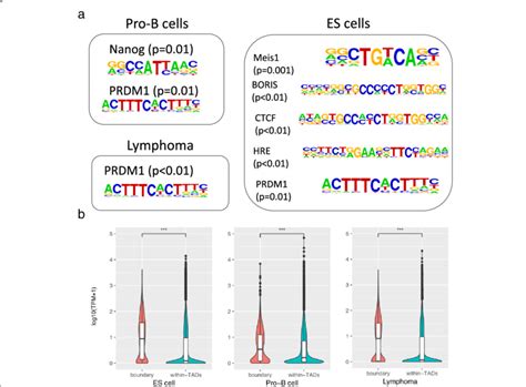 A Motifs Identified At The Tad Boundaries B Comparison Of Gene