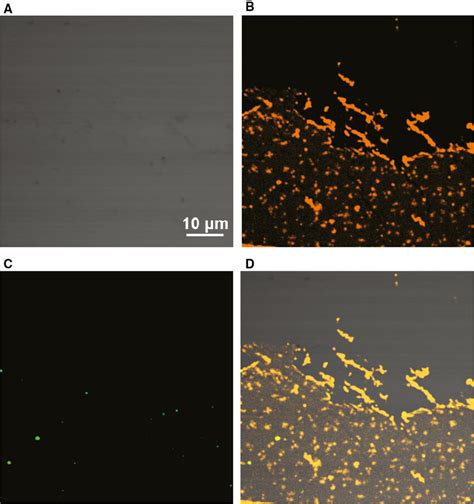 a bright field of monolayer graphene b cars image of graphene c