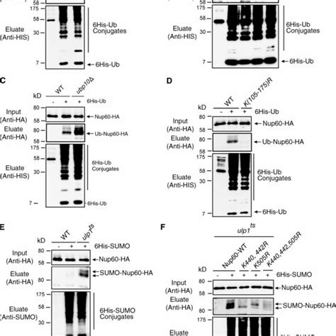 Mechanisms Of Nup60 Ubiquitylation And SUMOylation Ni Purified