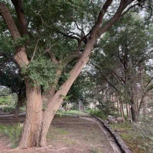 Trees For Wet Clay Soil Clay Loving Trees Pond Informer