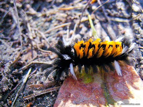 That Aint No Monarch Meet These Other Caterpillars That Feed On