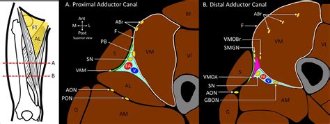 Adductor Canal