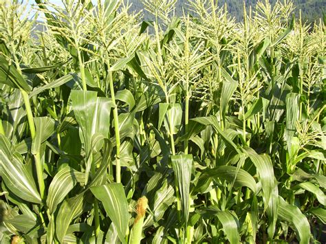 Where Are The Corn Cobs The Professional Gardener