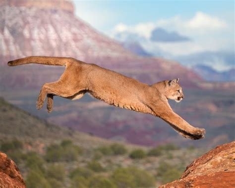 Cougar Leaping Mountain Lion Running Mountain Lion Jumping Wild Cats