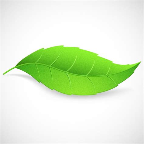 Green Leaf Vector Illustration Free Vector Graphics All Free Web