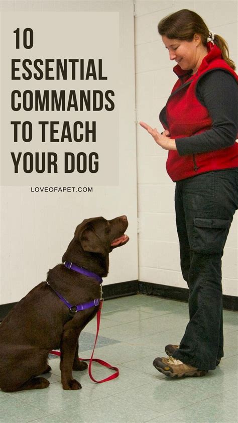 10 Essential Commands To Teach Your Dog Dog Commands Training Your
