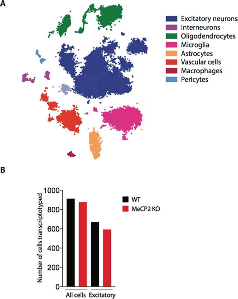 Single Cell Sequencing Of Mecp2 Mice A Graph Clustering T Sne