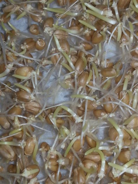 How To Prevent Creation Of Mold While Sprouting Wheatgrass Indoors
