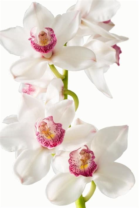 Pin By Madalena Tomas Moitas On Flowers In 2025 Orchid Wallpaper Cymbidium Orchids Orchid Flower