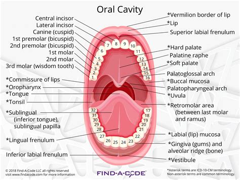 Correctly Label The Following Anatomical Features Of The Oral Cavity