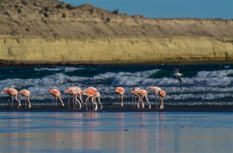 Premium Photo Flamingos Flock Patagonia Argentina