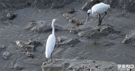[포토친구] 백로와 저어새