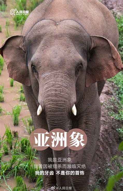 今天是国际珍稀动物保护日不要等到珍稀才去珍惜 看点 华声在线
