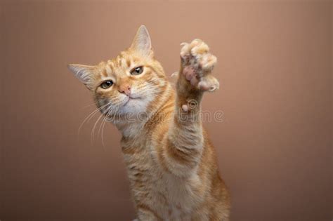 Cat Raising Paw Reaching Out Looking At Camera Stock Image Image Of