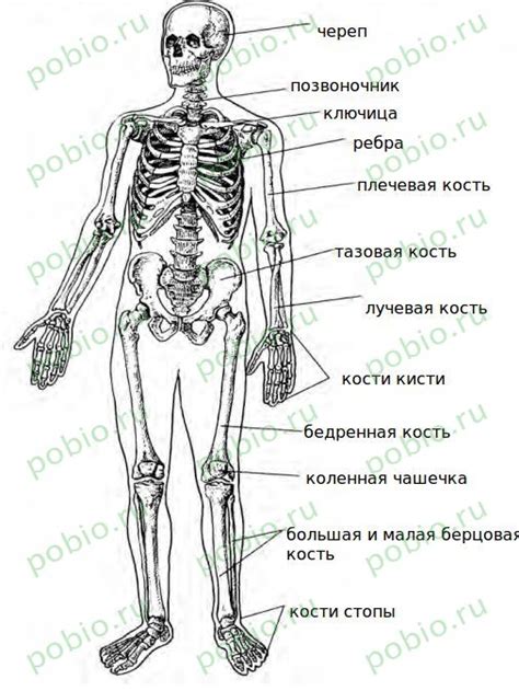 Кости скелета Сонина Сапина 8 класс ответы
