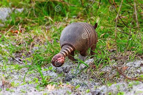Wild 9 Nine Banded Armadillo Dasypus Novemcinctus With A Large