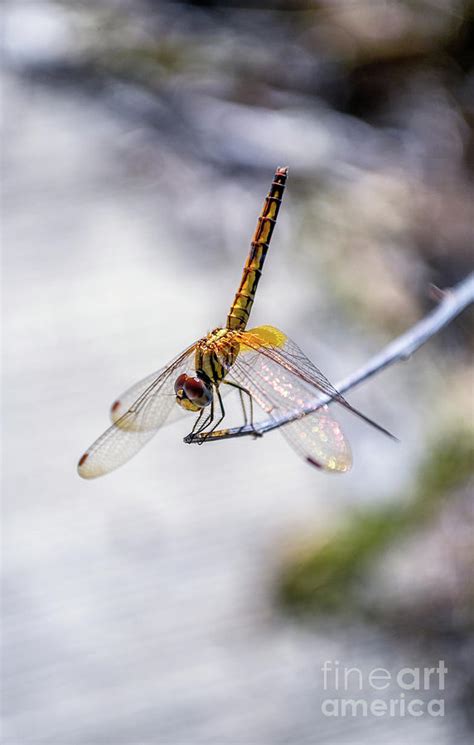 Landing Photograph By Michelle Meenawong Fine Art America