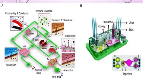 Organs On Chips Ooc Ppt
