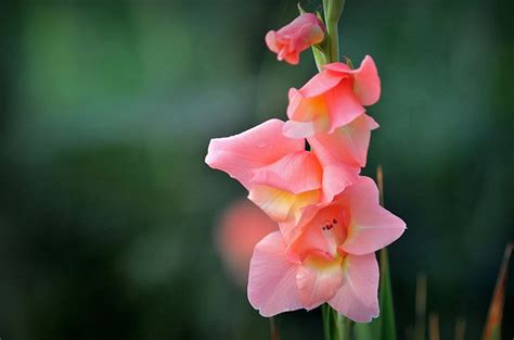 鲜花养护 唐菖蒲的养殖方法以及繁殖方式病害防治 好花网
